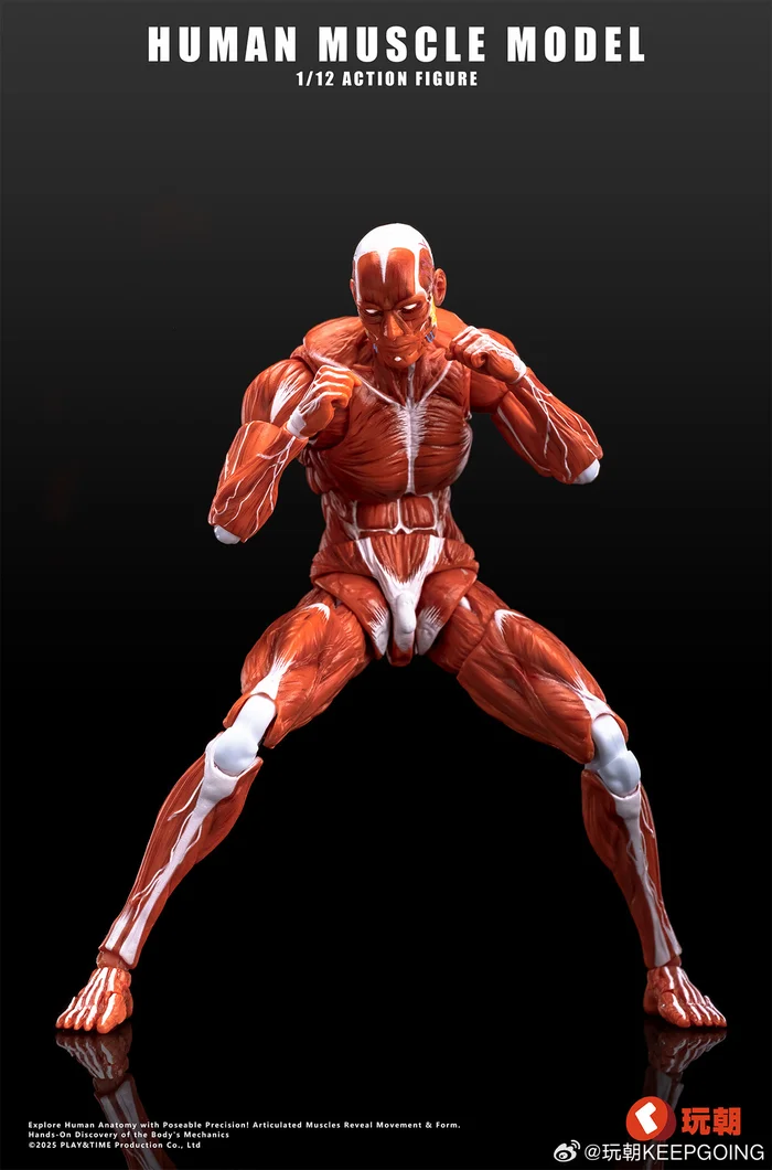 Human Muscle Model (Red) 1/12 Scale Action Figure - Tokyo Otaku Mode (TOM)