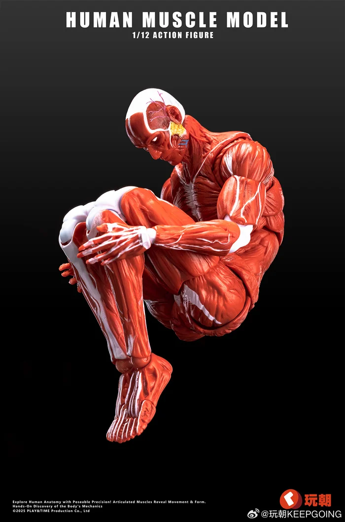 Human Muscle Model (Red) 1/12 Scale Action Figure - Tokyo Otaku Mode (TOM)